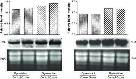 Abundance Of Gene Transcripts Encoding Chalcone Synthase Chs And