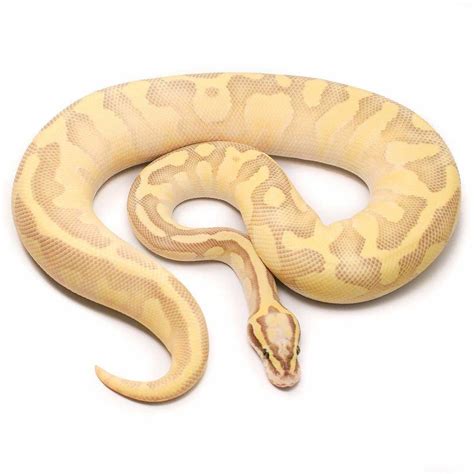 fire enchi lesser pastel ball python 2018 male serpentia