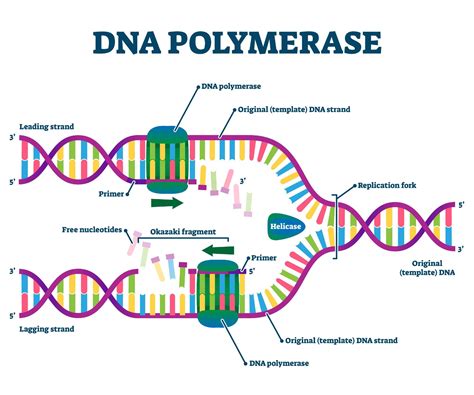 Struktur Kimia Dna