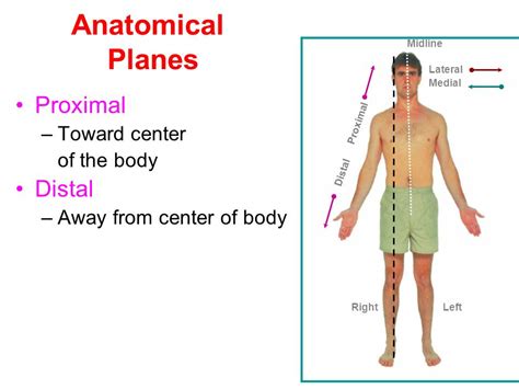 Proximal And Distal Anatomy