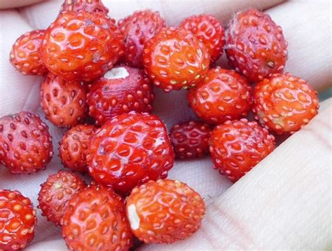 Eso Que Comes No Son Fresas Diferencias Entre Fresa Y Fresón