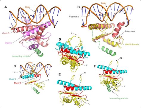 Protein Structural Modelling Of Plant Mads Domain At5g20240 A