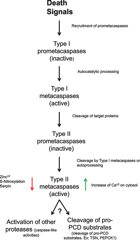 Proposed Cascade Model Of Plant Proteolytic Events Triggered By A Death
