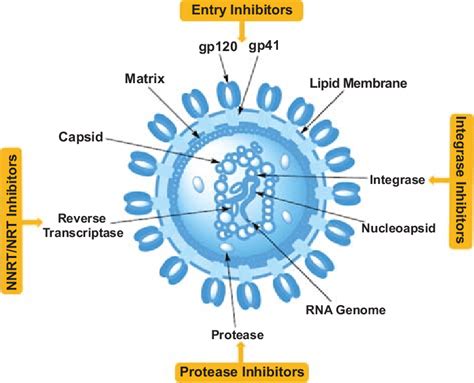 Simple Hiv Virus Structure