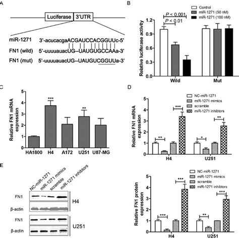 Fn1 Is A Direct Target Of Mirna‑1271 A Schematic Representation Of