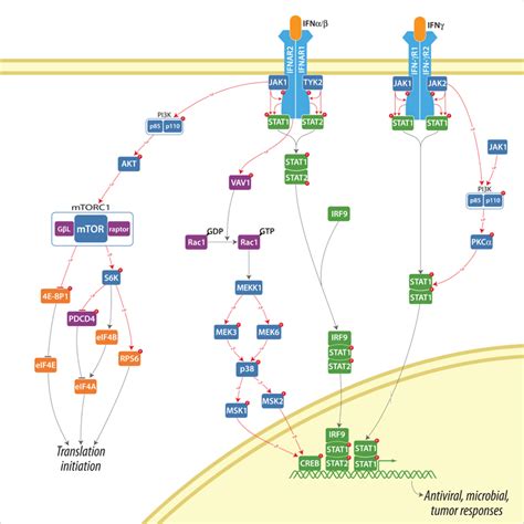 Ifn Signaling Pathway