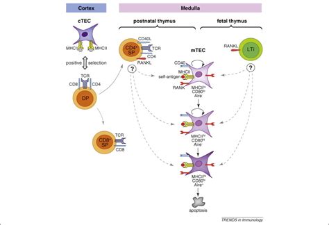 Control Of Central Self Tolerance Induction By Autoreactive Cd4