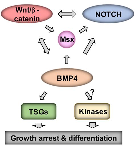 Cells Free Full Text A Wnt Bmp4 Signaling Axis Induces Msx And