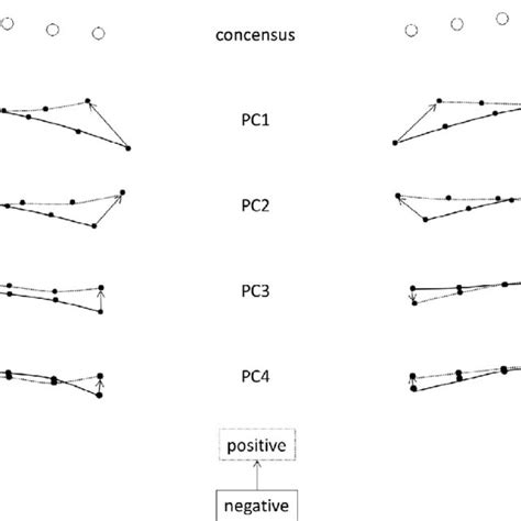 Geometric Morphometric Analysis Consensus Shape And Pc Directions Open