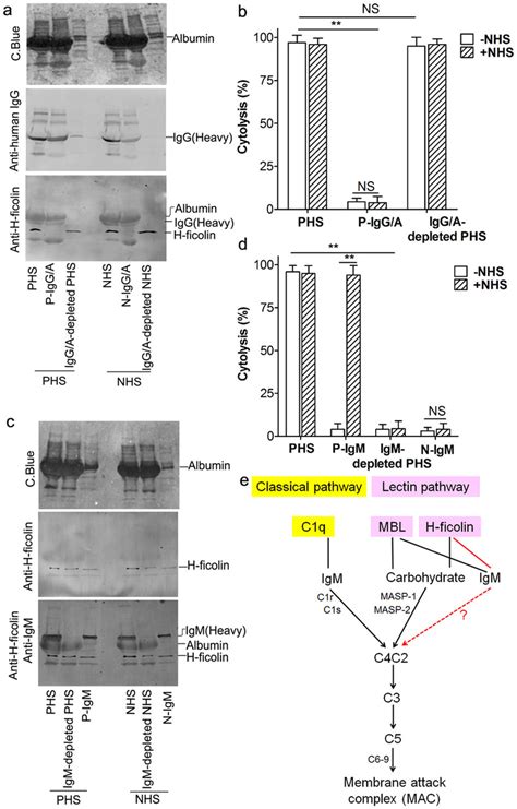 Igm But Not Igg Was Involved In H Ficolin Mediated Complement