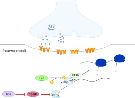 Model For The Translation Of Synaptic Mrnas Lk6 And Tor Signaling