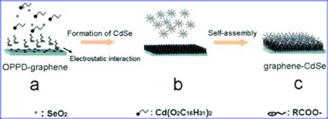 Schematic Representation Of The Formation Of Rgo Cdse Np Composite
