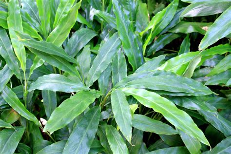 5 seeds amomum maximum java cardamon ornamental tropical