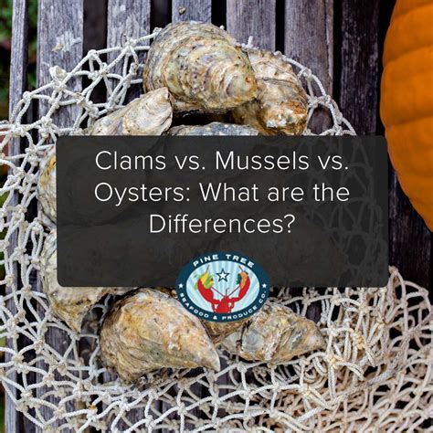 Clams Vs Mussels Vs Oysters What Are The Differences Pine Tree