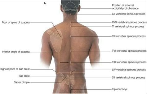 Spinous Process Anatomy