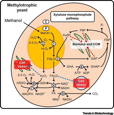 Synthetic Methylotrophy In Yeasts Towards A Circular Bioeconomy