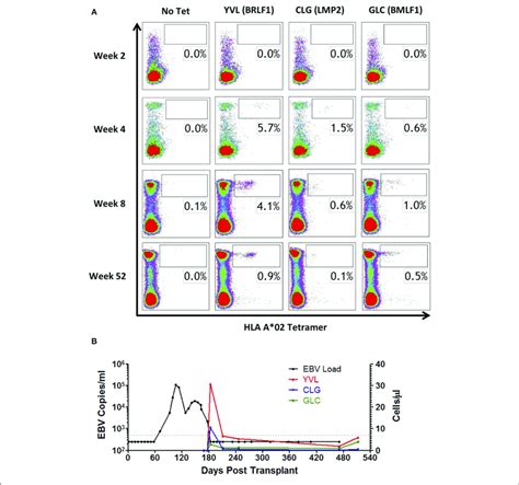 Mhc I Tetramer Analysis Of Ebv Epitope Specific Cd8 T Cell Responses