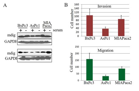 Expression Of Mdig In Human Pancreatic Cancer Cell Lines A The