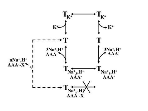Ppt Structure And Function Of Neurotransmitter Transporters