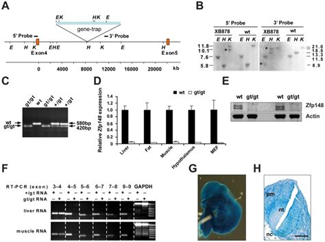 A Map Of The Zfp148 Locus Indicating The Gene Trap Insertion Site