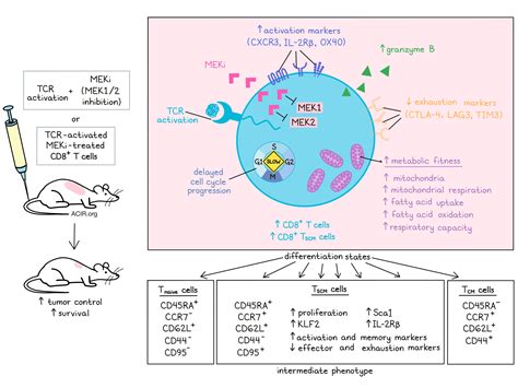 Mek Inhibition Induces Stem Cell Memory In Cd8 T Cells