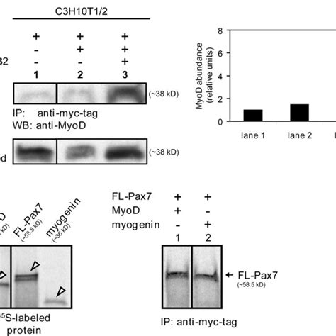 Indirect Interaction Between Pax7 And Mrf Proteins A Nuclear
