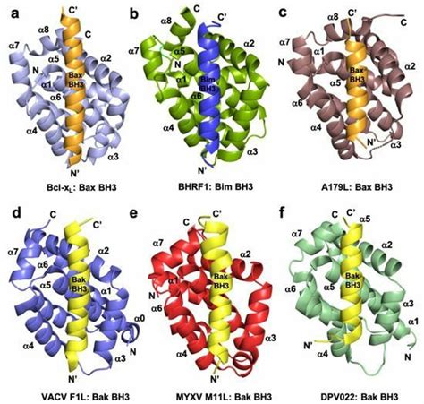 Cartoon Representation Of Crystal Structures Of Poxviral Encoded Bcl 2