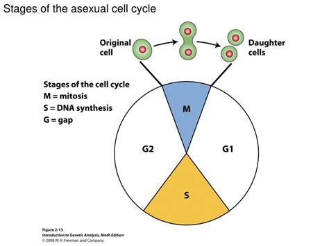 Ppt Chapter 2 Single Gene Inheritance Powerpoint Presentation Free