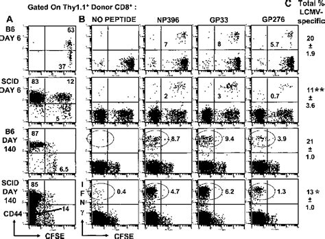 Figure 2 From Attrition Of Virus Specific Memory Cd8 T Cells During
