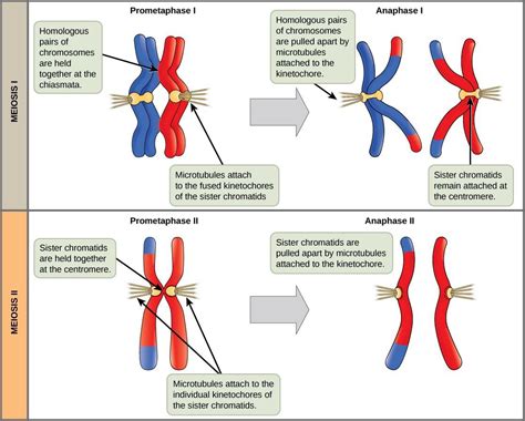 Chapter 15 Meiosis And Sexual Reproduction Introduction To Molecular