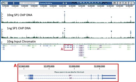 Chromatin Immunoprecipitation Chip Assay
