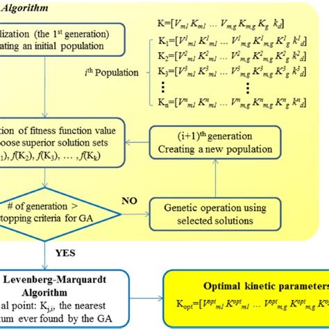 Procedure To Determine The Optimal Kinetic Parameters Of The Metabolic
