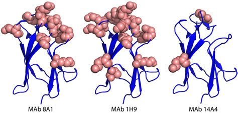 Mapping Ediii Epitopes For Mabs 8a1 1h9 And 14a4 The Figure Depicts