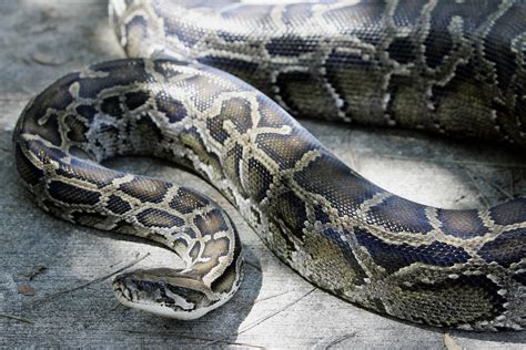 pythons can kill a human in minutes and swallow them in an hour
