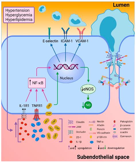 Ijms Free Full Text Endothelial Dysfunction Inflammation And