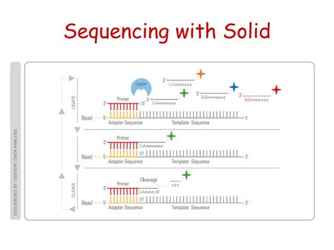 Ppt Molecular Biology Powerpoint Presentation Free Download Id 9504678