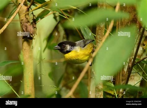 Oiseaux De Colombie Banque De Photographies Et Dimages à Haute
