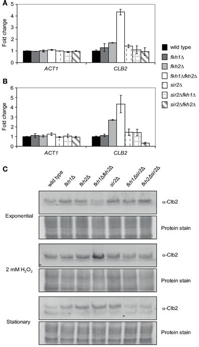 Frontiers Fkh1 And Fkh2 Associate With Sir2 To Control Clb2