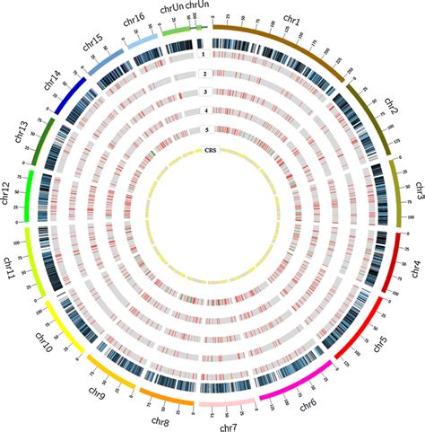 Overview Of Genomic Aberrations Amplifications And Deletions In All
