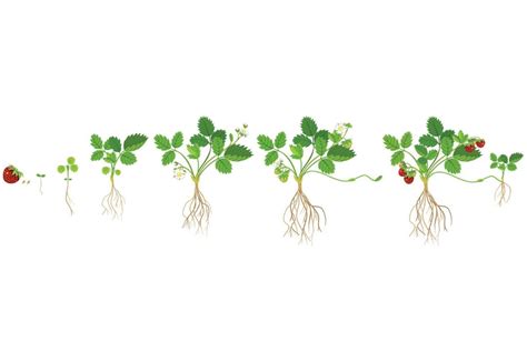 Cómo Sembrar Fresas En Casa Paso A Paso Cuidados Y Cultivo