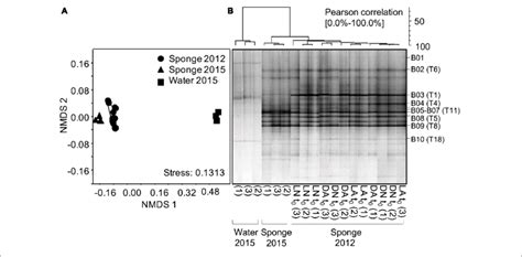 16s Rrna Gene Sequence Based Characterization Of The Specificity