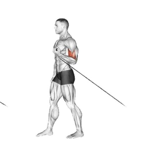 Bayesian Cable Curl By Richard Terry Jr Exercise How To Skimble