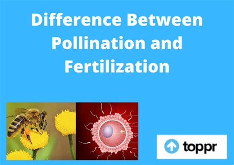 Explain The Difference Between Pollination And Fertilization