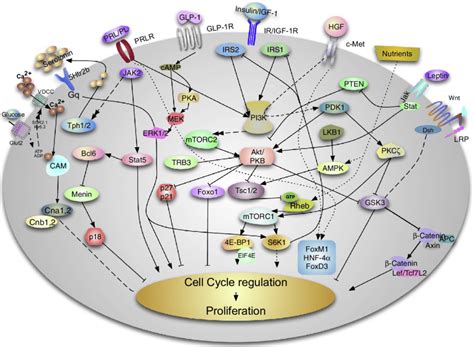 Cell Signaling Pathway Diagram