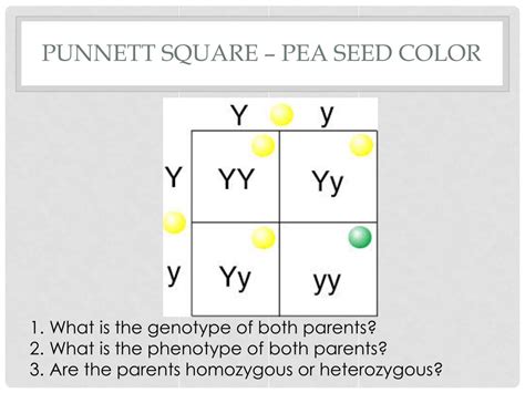 Ppt Genetics Powerpoint Presentation Free Download Id 6503433
