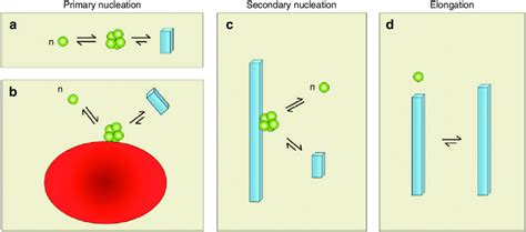 Primary Nucleation Secondary Nucleation And Elongation Primary