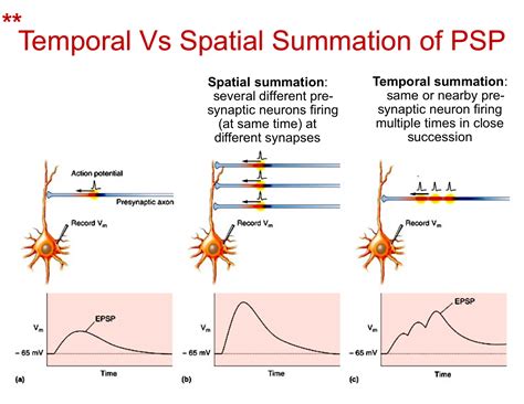 Major Differences Between Temporal Vs Spatial Summati