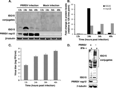 Prrsv Suppresses Isg15 Expression And Conjugation A Marc 145 Cells