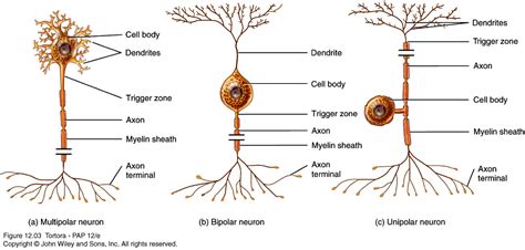 Multipolar Bipolar And Unipolar Neurons Nursing Pinterest
