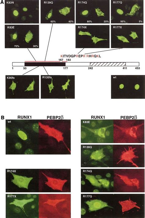 Subcellular Localization Of Mutant Runx1 Proteins And Colocalization